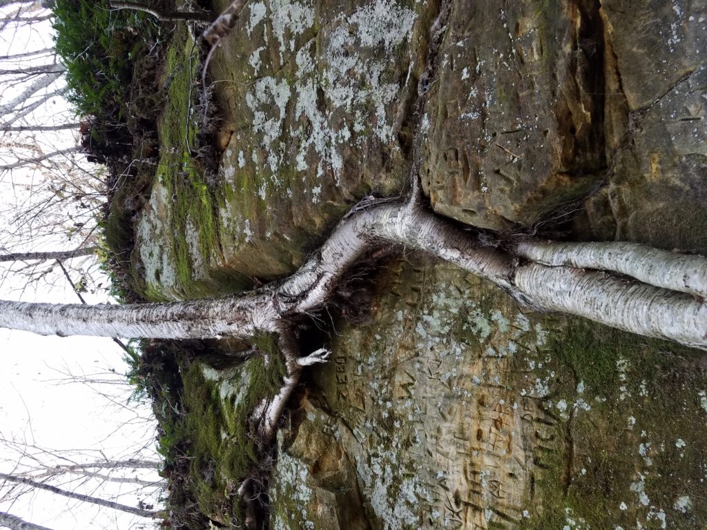 Tree root in stone Free stock image if a tree root in stone. Tree root ...